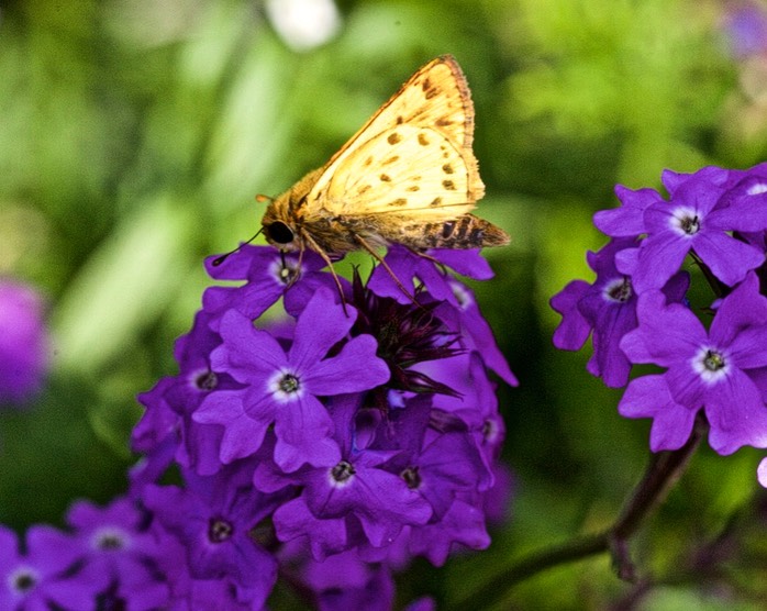 Moth on Moss Verbena 3 | Forrest Jerome Photography